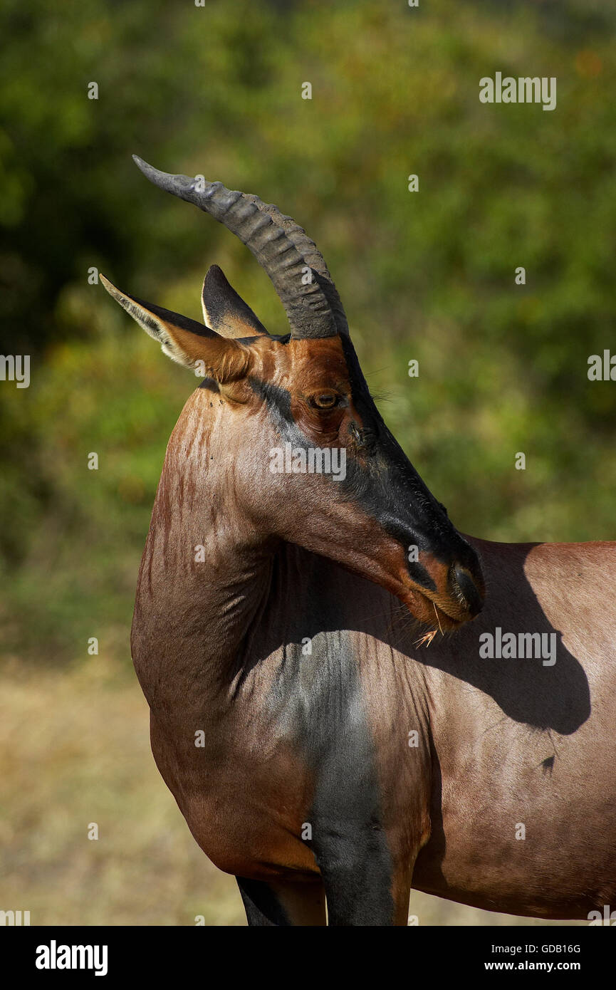 TOPI damaliscus korrigum, Adult, Masai Mara Park in Kenya Stock Photo ...
