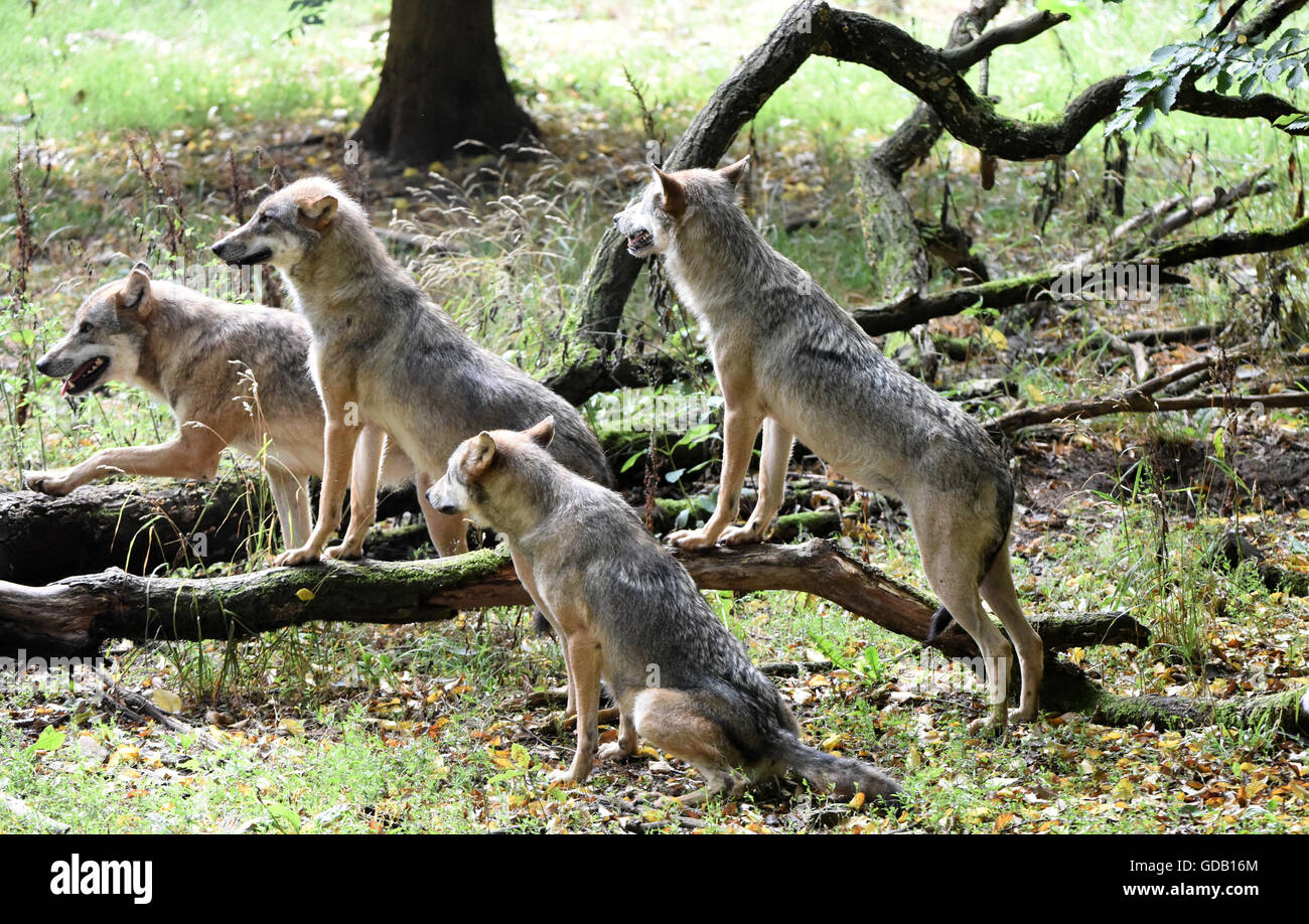 Wolves in summer Stock Photo - Alamy