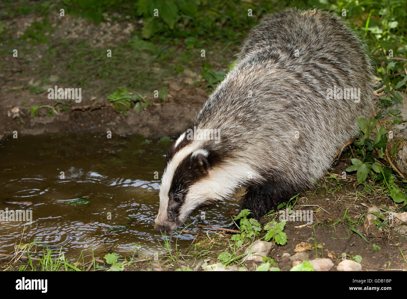 Badger drinking hi-res stock photography and images - Alamy