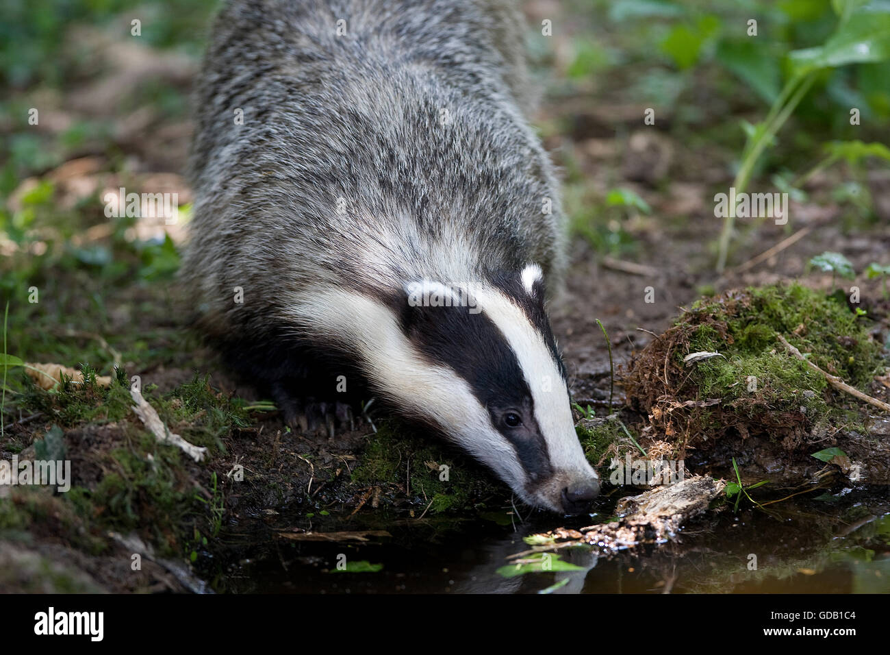 Meles meles hi-res stock photography and images - Alamy