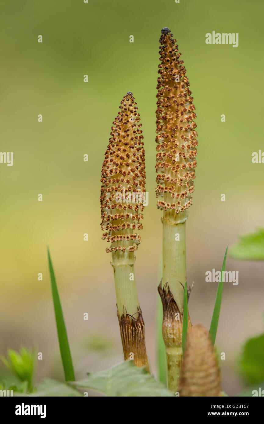 Horsetail hi-res stock photography and images - Alamy