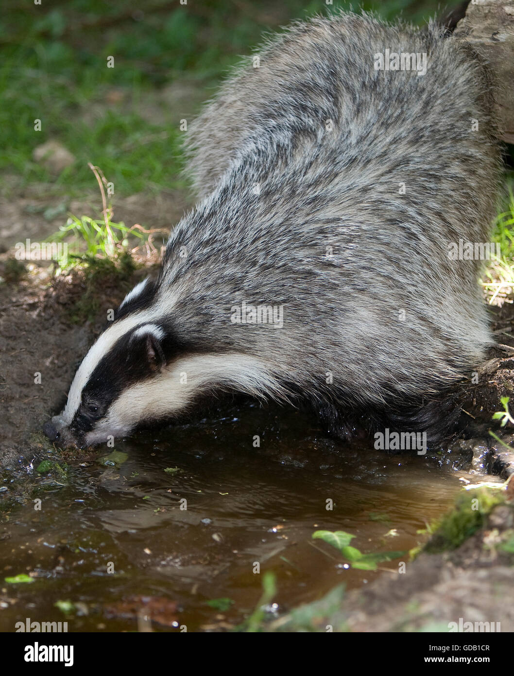 Badger drinking hi-res stock photography and images - Alamy