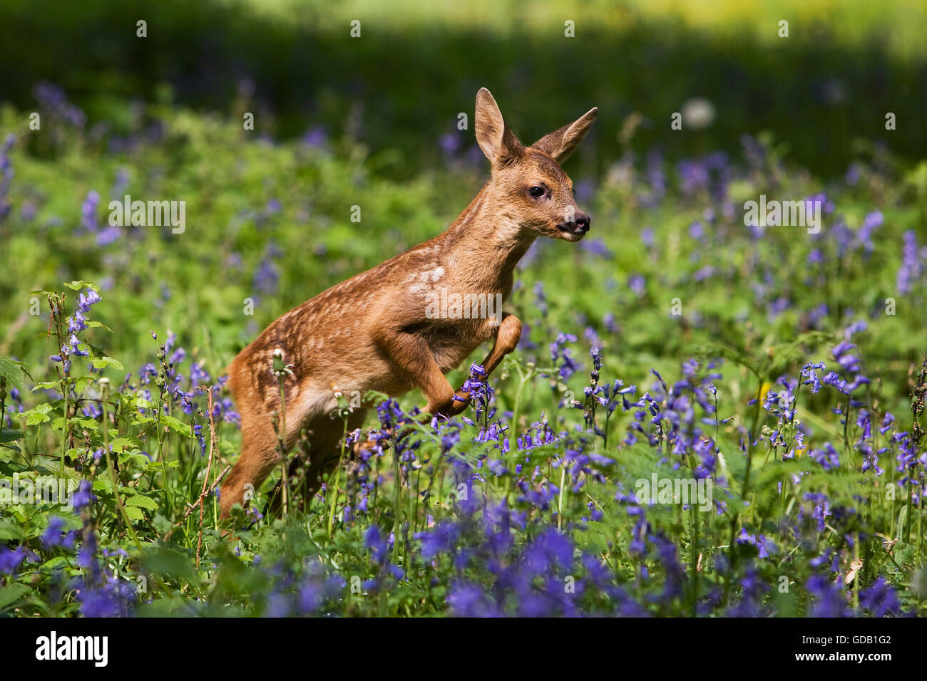Roe Deer, capreolus capreolus, Foan Leaping throught Flowers, Normandy ...