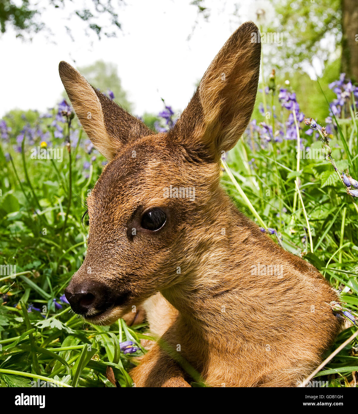 Roe Deer, capreolus capreolus, Fawn Laying in Flowers, Normandy Stock ...