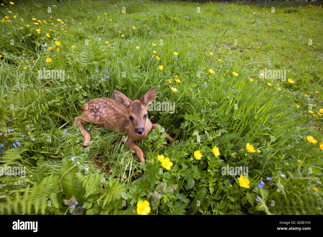 Roe Deer, capreolus capreolus, Fawn laying on Flowers, Normandy Stock ...