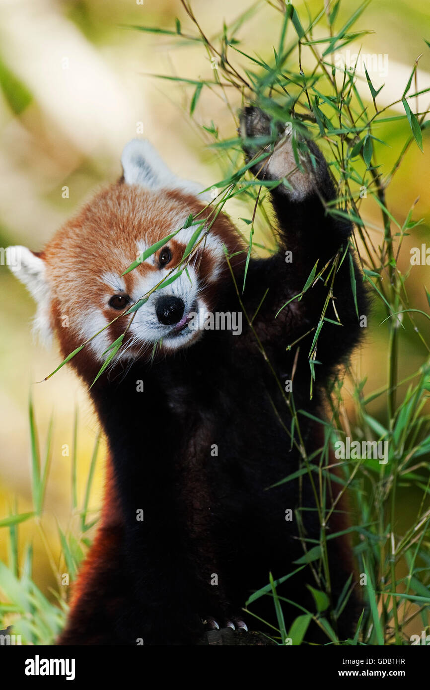 Red Panda Eating Bamboo Stock Photos & Red Panda Eating Bamboo Stock ...