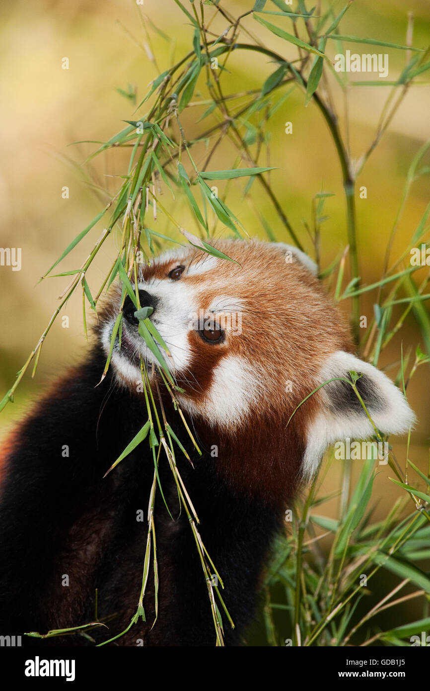 Red Panda Eating Bamboo Stock Photos & Red Panda Eating Bamboo Stock ...