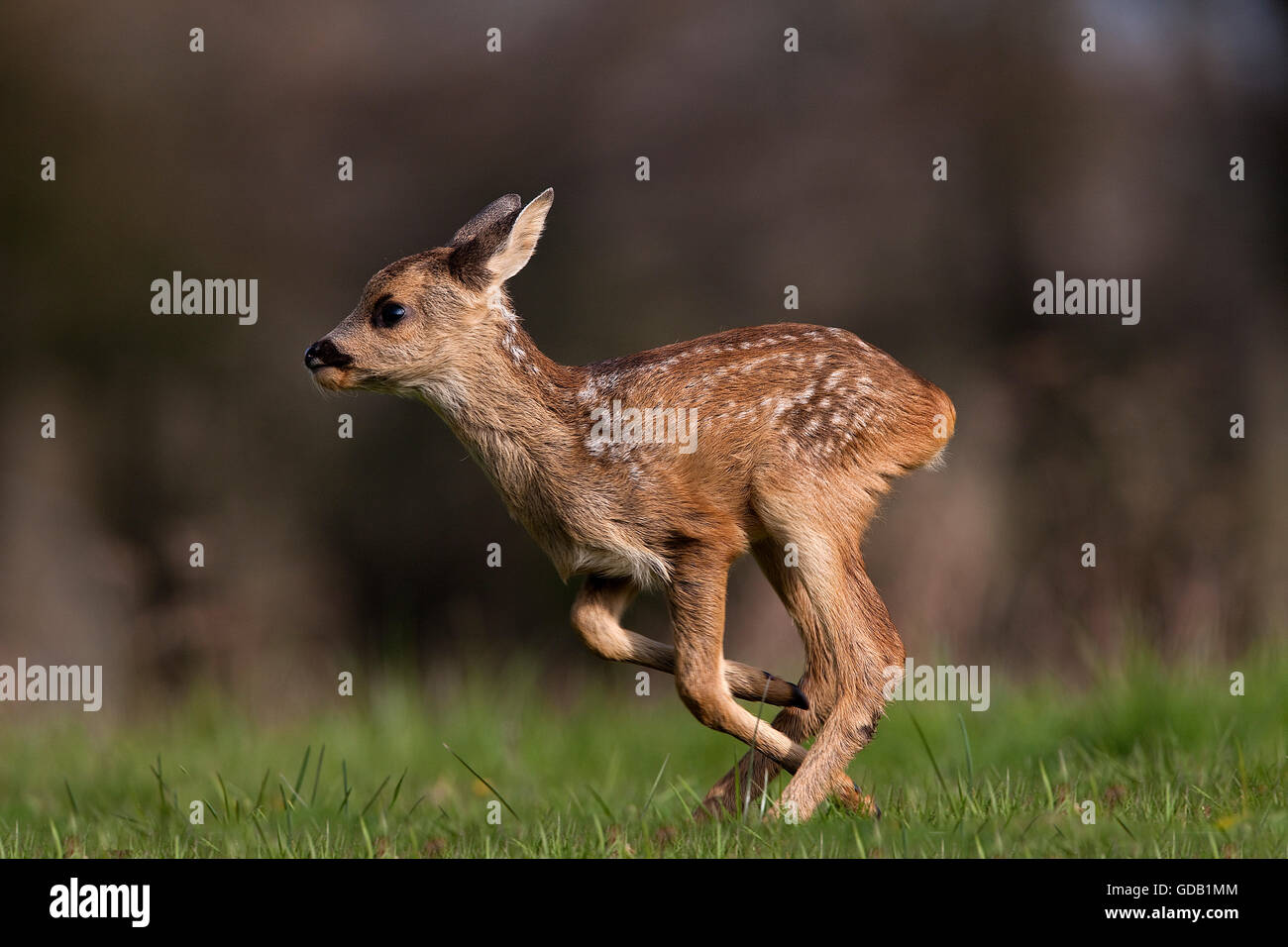 Roe Deer, capreolus capreolus, Fawn running, Normandy Stock Photo - Alamy