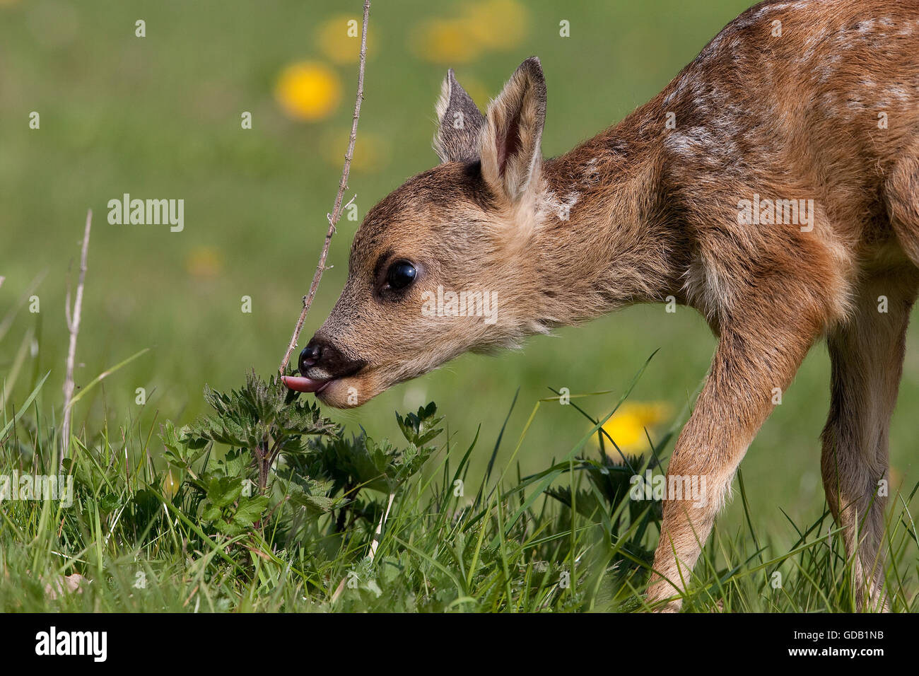 Baby Deer Eating Grass
