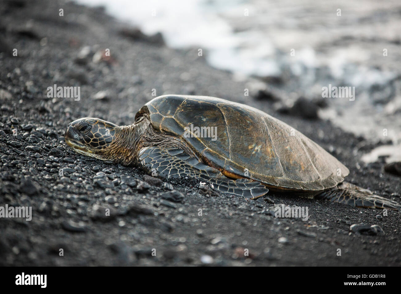 Black tortoise hi-res stock photography and images - Alamy