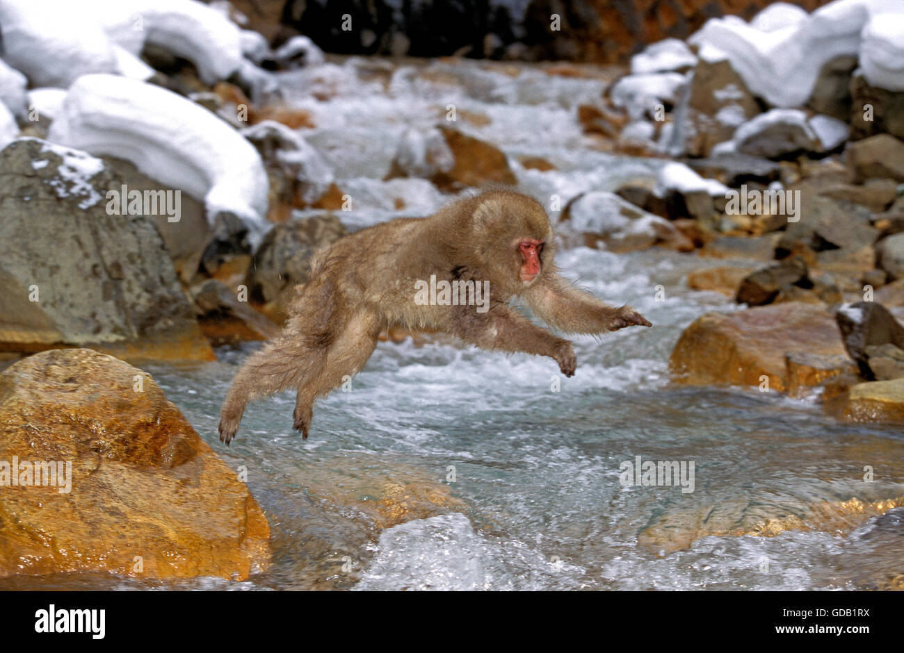 Japanese Macaque, macaca fuscata, Monkey leaping above Stream, Hokkaido ...