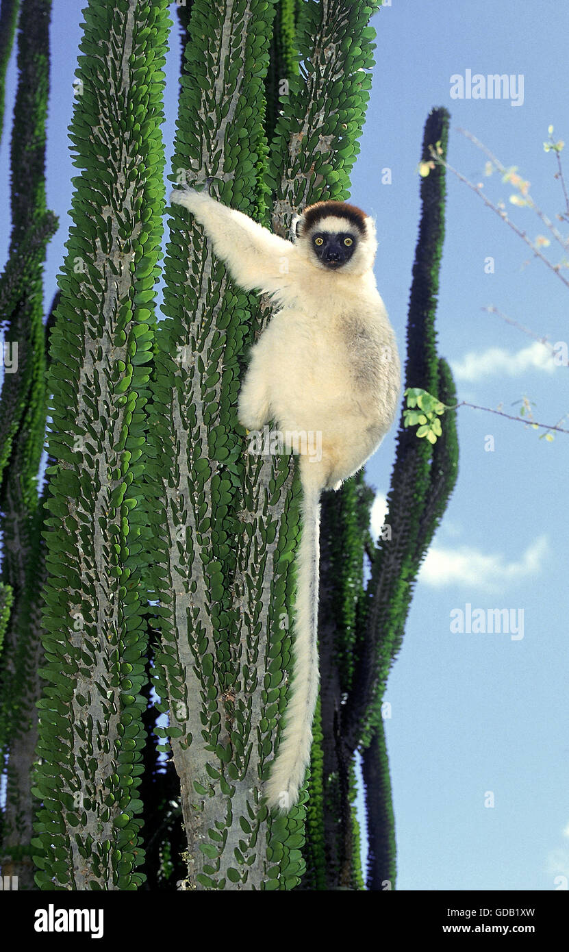 VERREAUX'S SIFAKA propithecus verreauxi, ADULT ON MADAGASCAR OCOTILLO ...