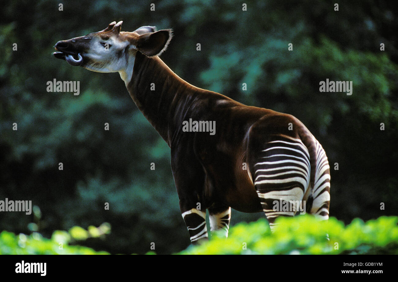 Okapi, okapia johnstoni, Adult licking its Nose Stock Photo - Alamy