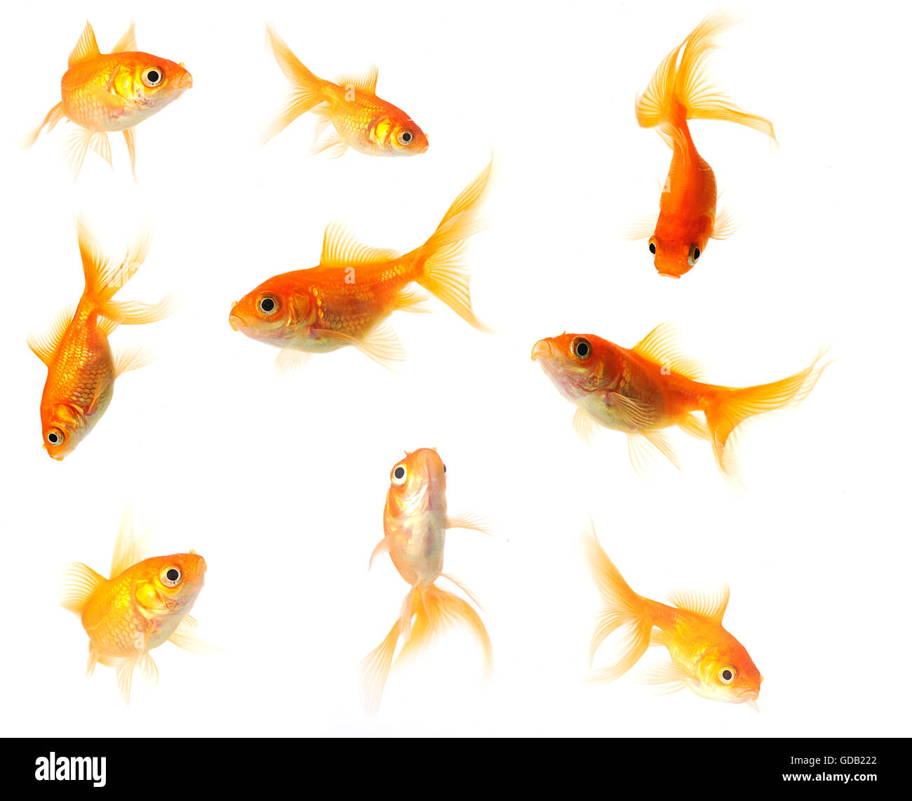collection of goldfish isolated on white in 24mp. file Stock Photo - Alamy