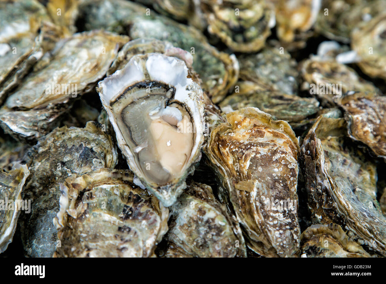 Close up oysters background with Open Oyster Stock Photo - Alamy