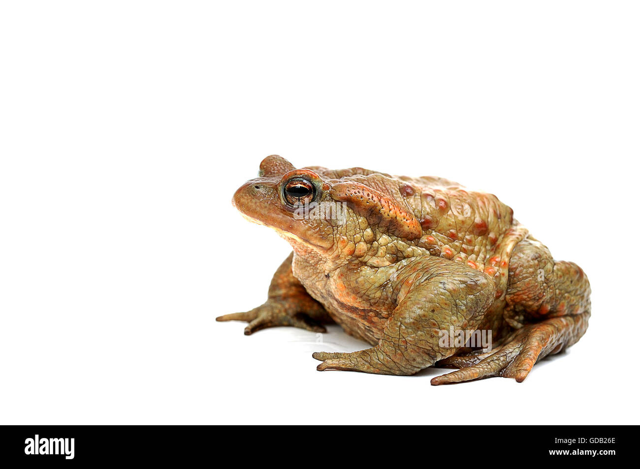 Old ,fat,ugly frog,isolated on white background Stock Photo - Alamy