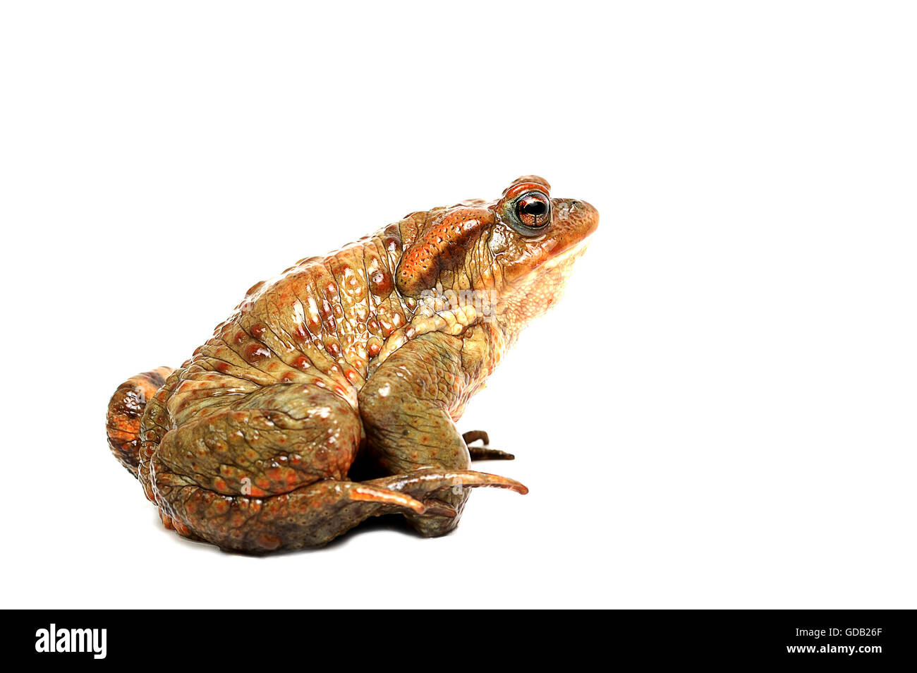 Old ,fat,ugly frog,isolated on white background Stock Photo - Alamy
