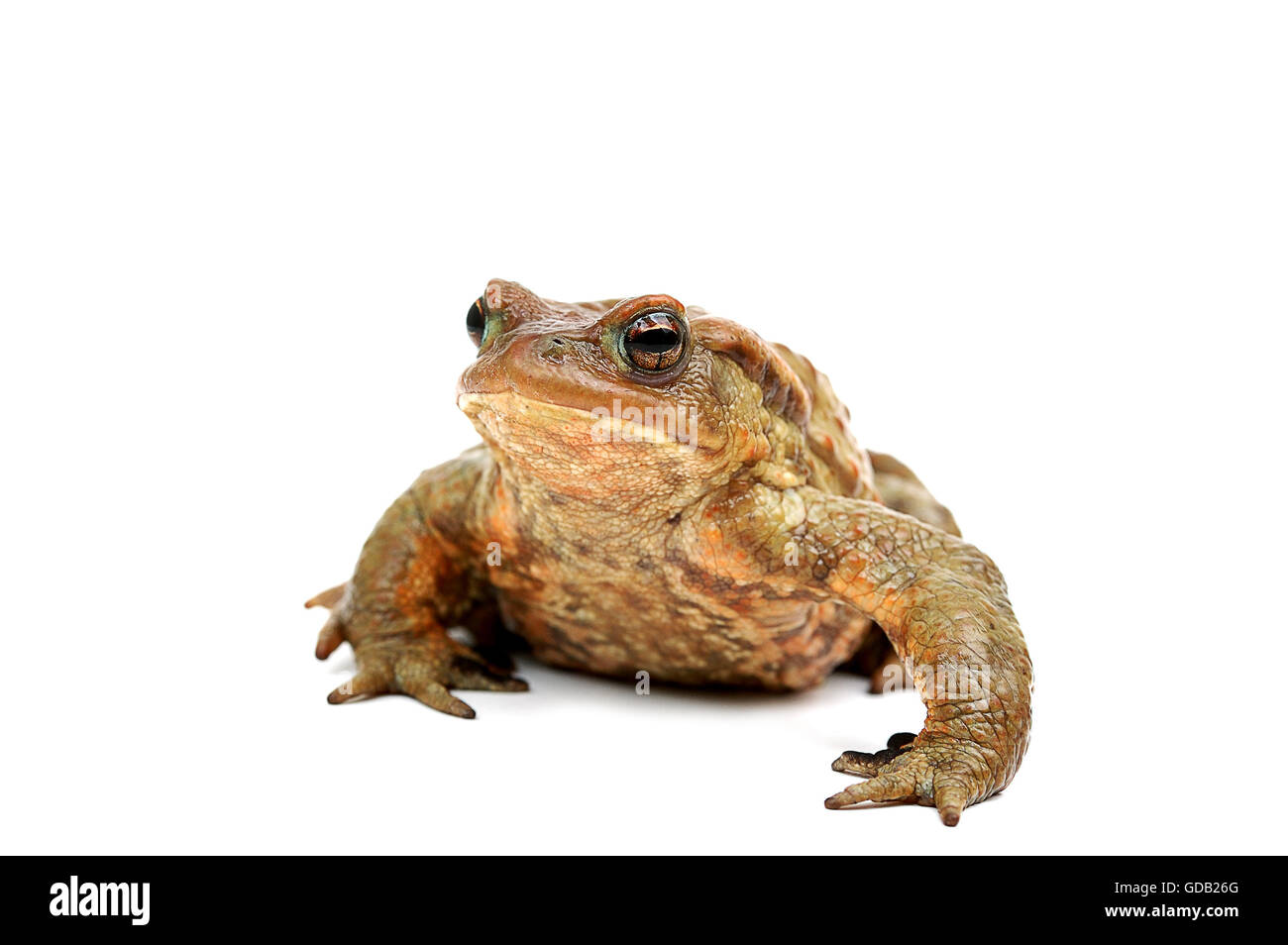 Old ,fat,ugly frog,isolated on white background Stock Photo - Alamy