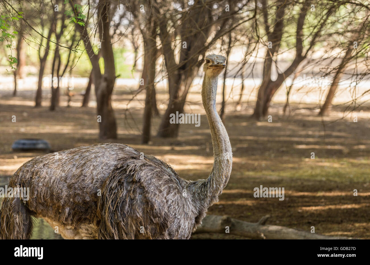 Al Dosari Zoo in Doha, Qatar Stock Photo - Alamy