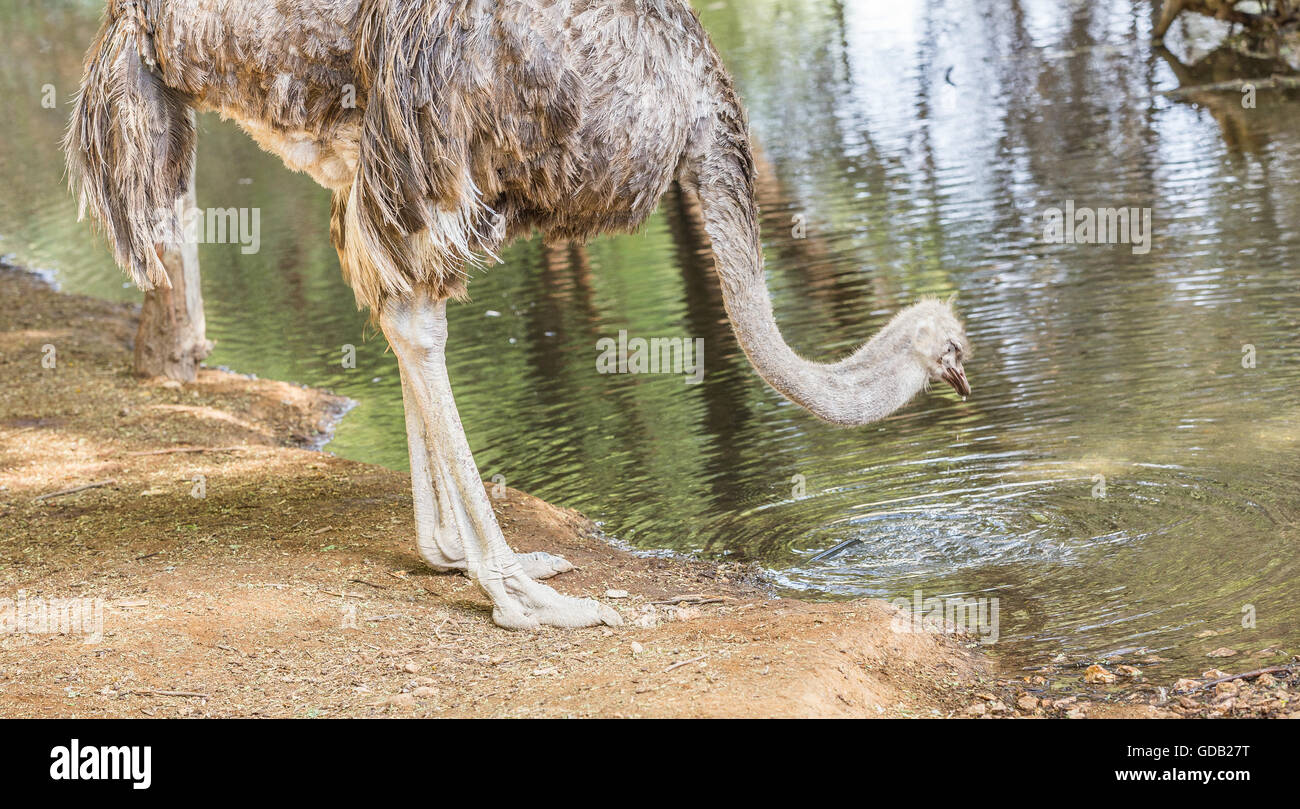 Al Dosari Zoo in Doha, Qatar Stock Photo - Alamy