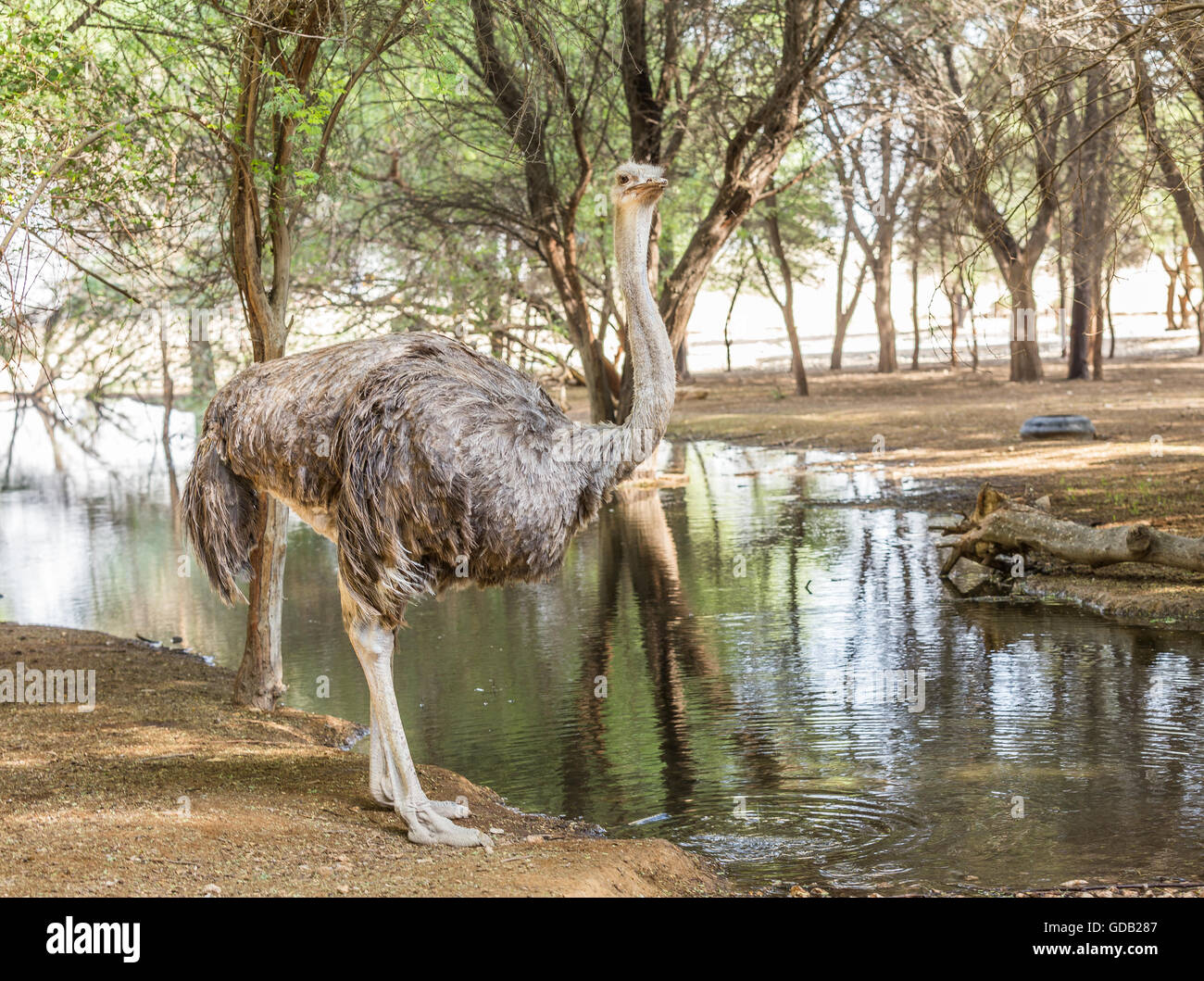 Al Dosari Zoo in Doha, Qatar Stock Photo - Alamy