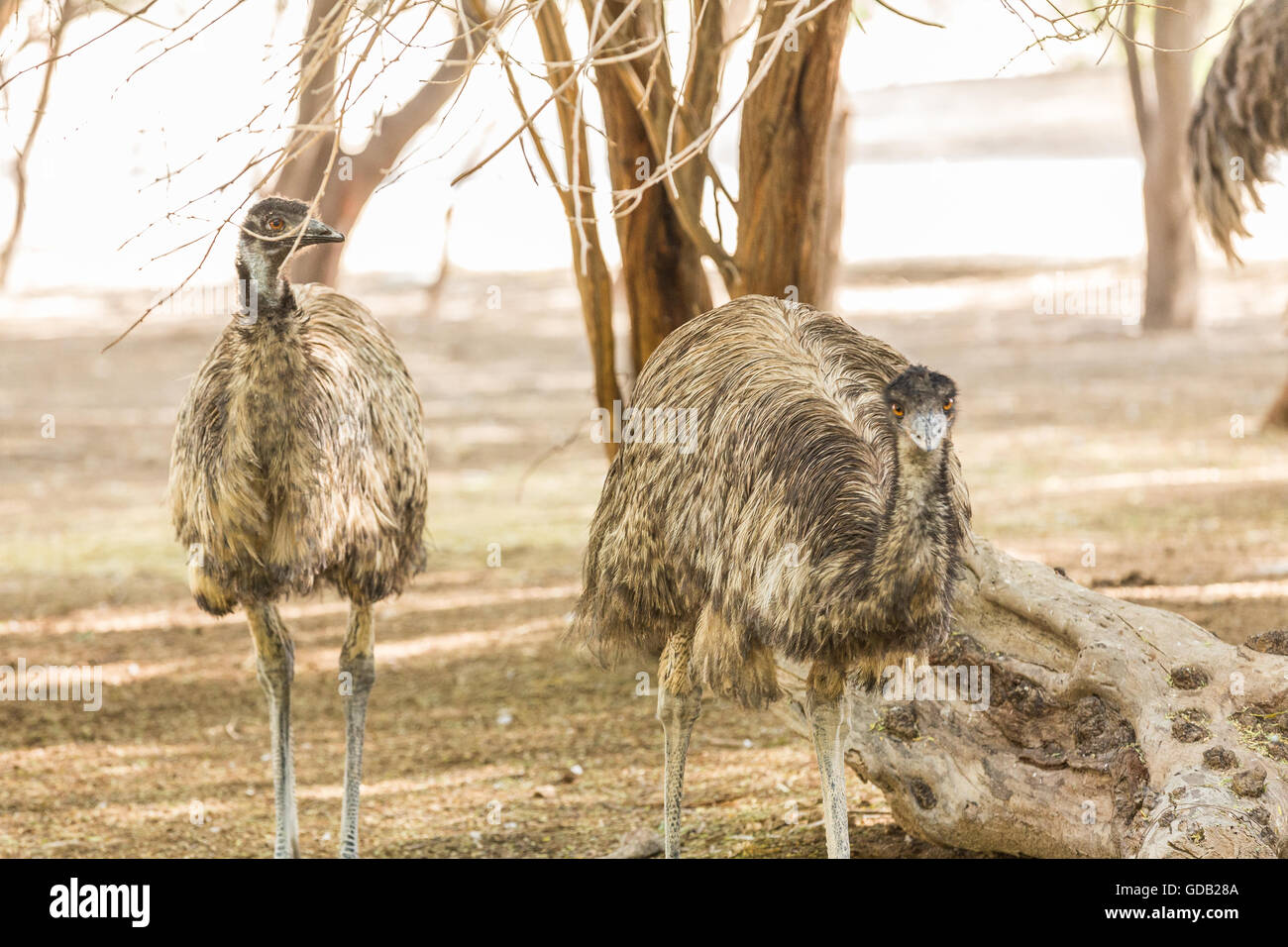 Al Dosari Zoo in Doha, Qatar Stock Photo - Alamy