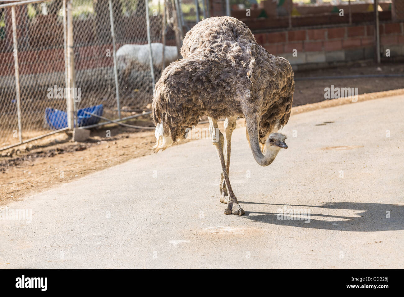 Al Dosari Zoo in Doha, Qatar Stock Photo - Alamy