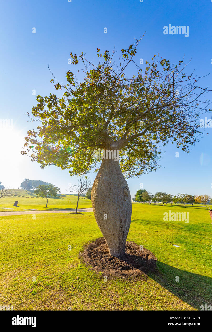 Aspire Park in Doha, Qatar Stock Photo - Alamy