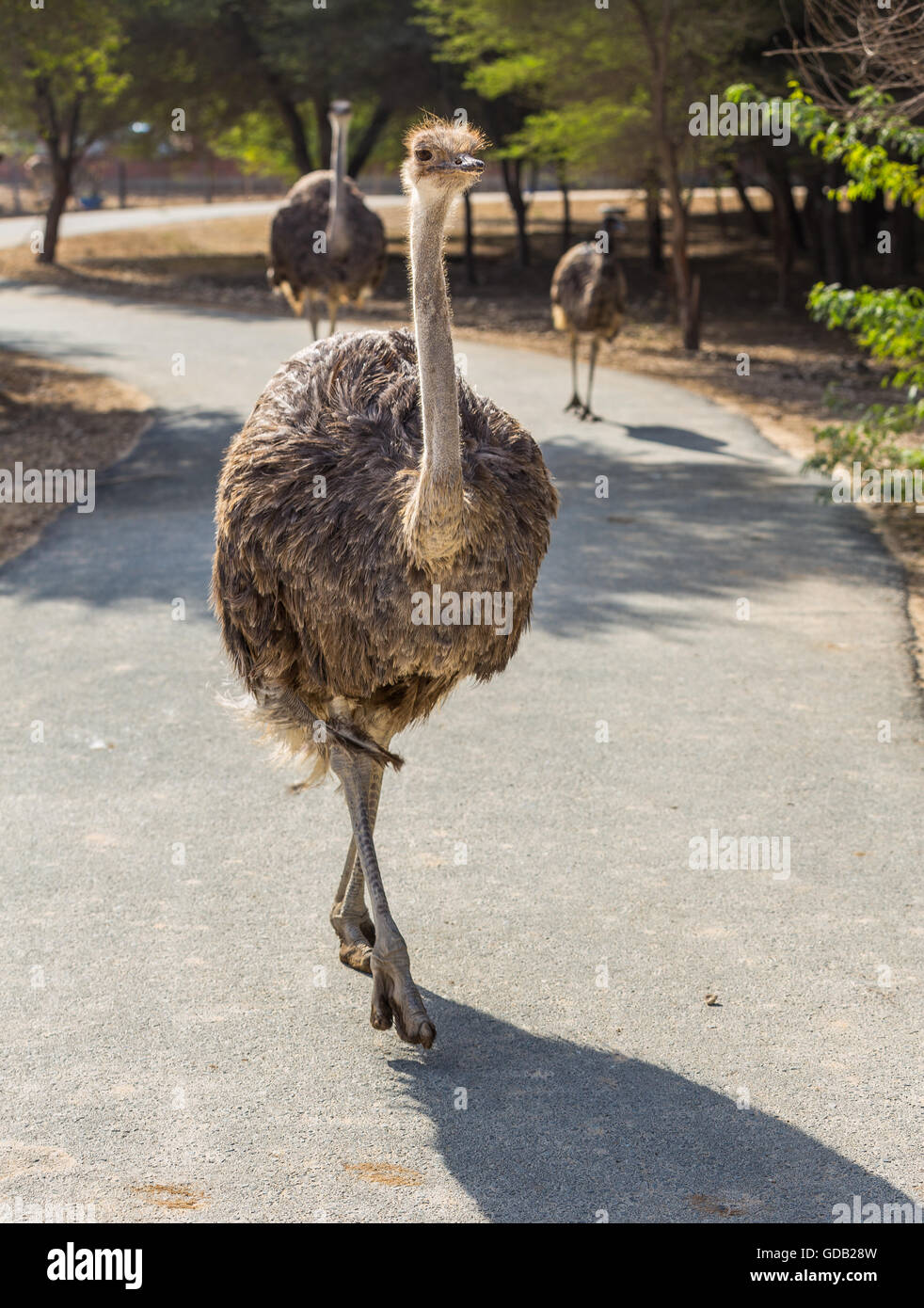 Al dosari hi-res stock photography and images - Alamy