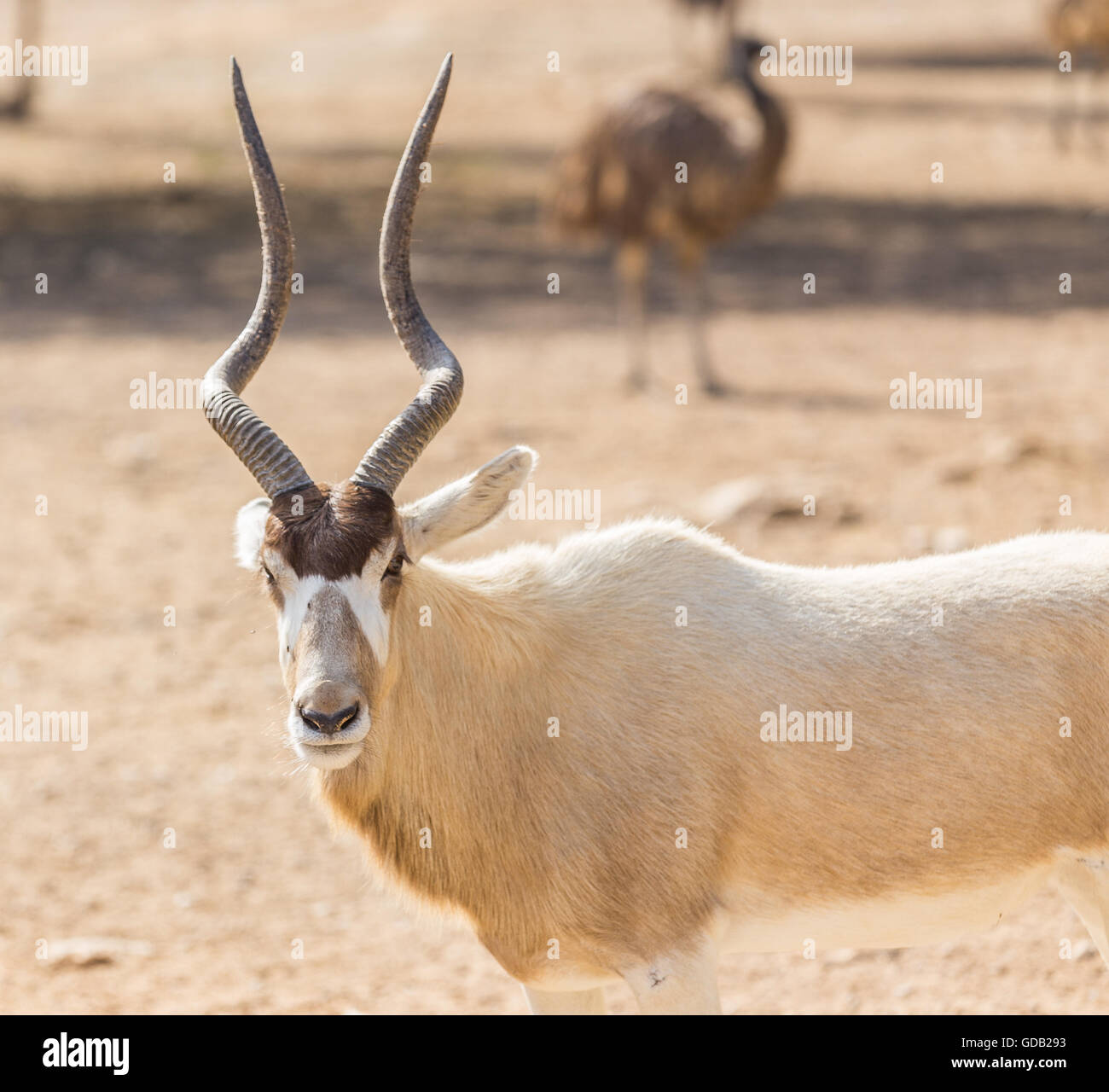 Al Dosari Zoo in Doha, Qatar Stock Photo - Alamy