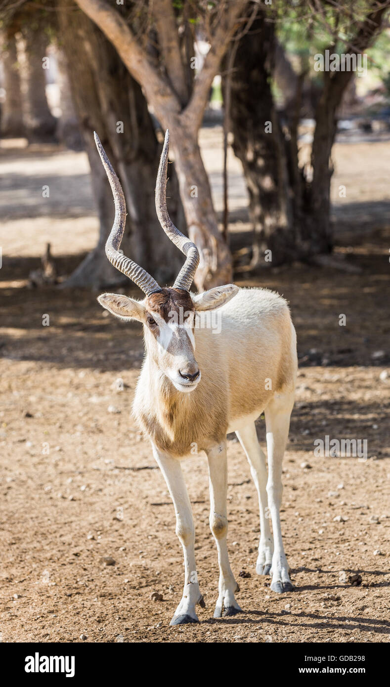 Al Dosari Zoo in Doha, Qatar Stock Photo - Alamy