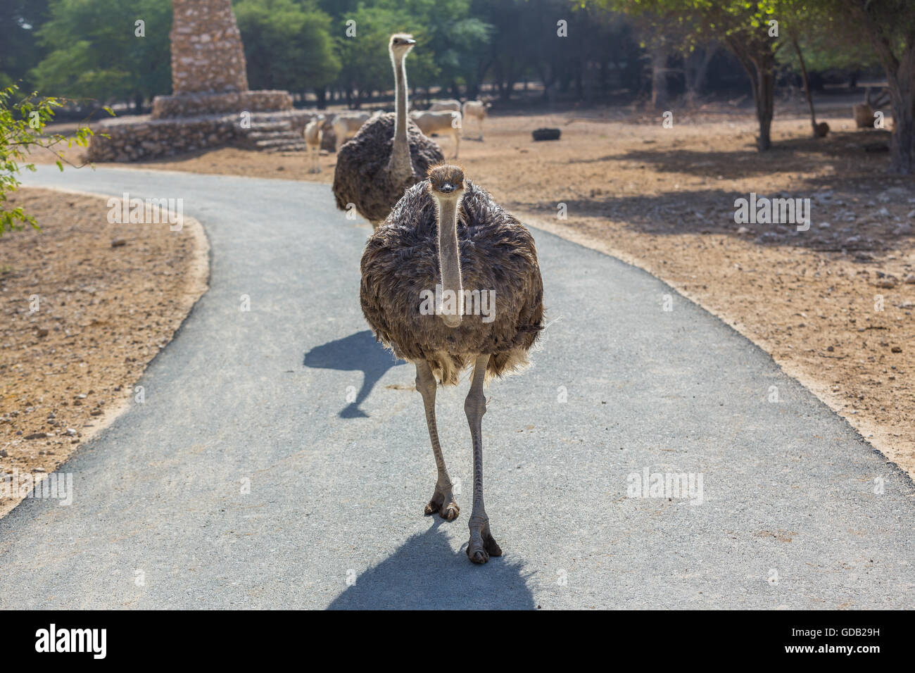 Al Dosari Zoo in Doha, Qatar Stock Photo - Alamy