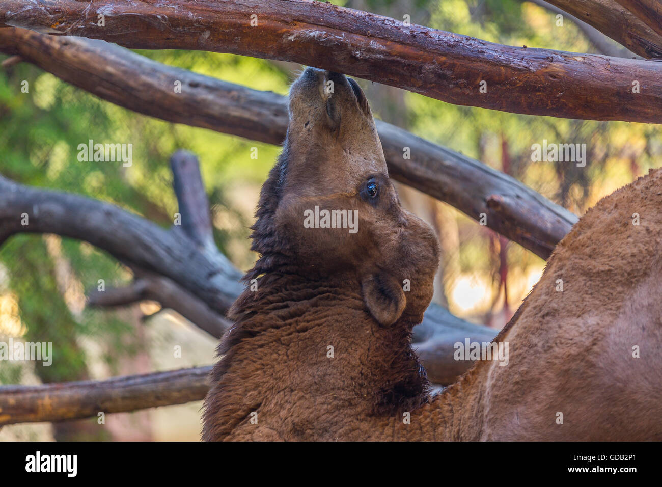 Al Dosari Zoo in Doha, Qatar Stock Photo - Alamy