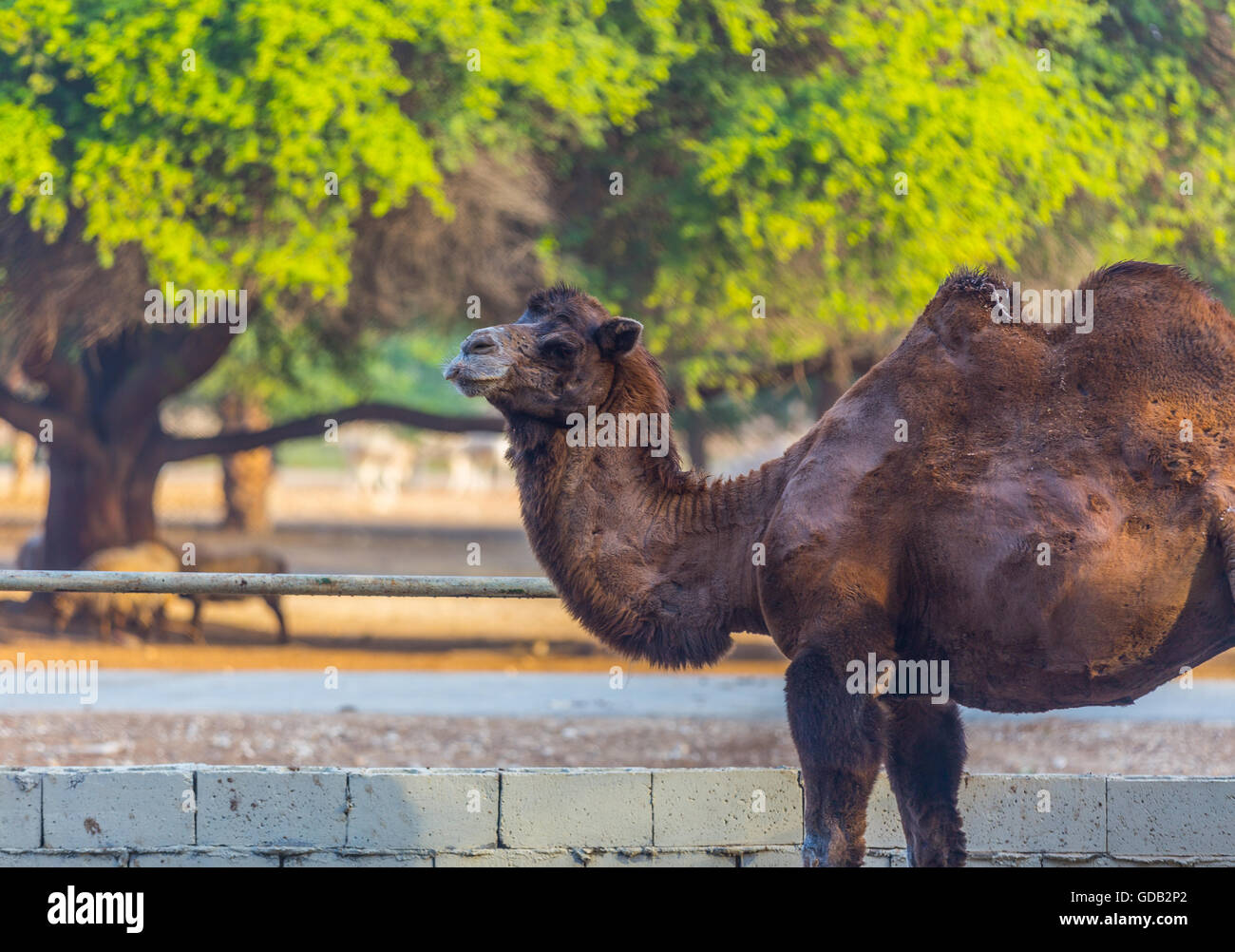 Al Dosari Zoo in Doha, Qatar Stock Photo - Alamy