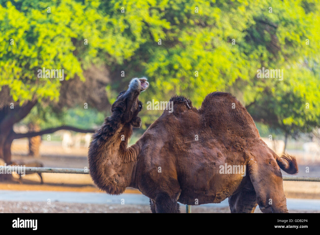 Al Dosari Zoo in Doha, Qatar Stock Photo - Alamy