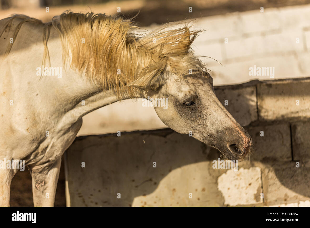 Al Dosari Zoo in Doha, Qatar Stock Photo - Alamy