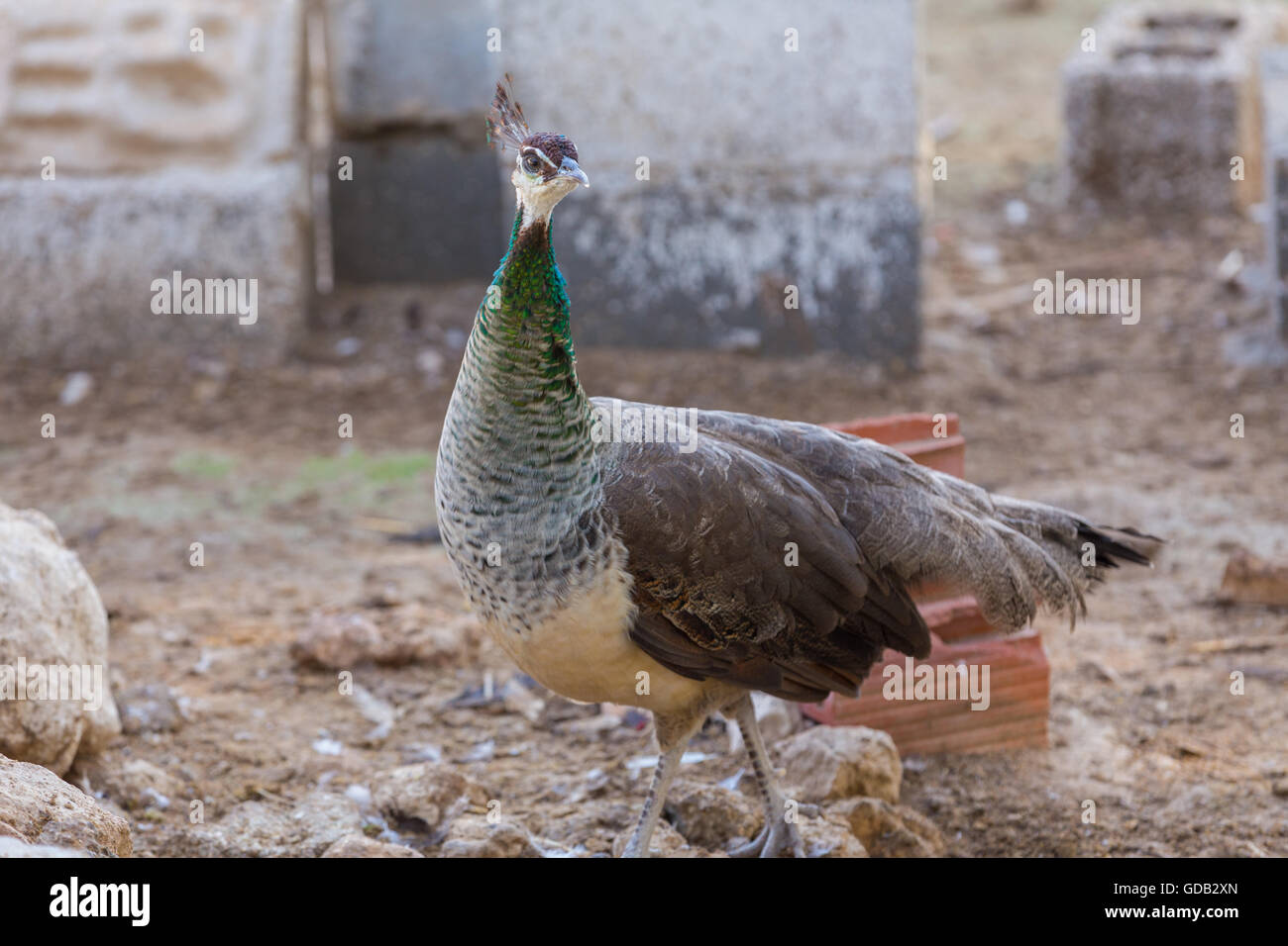 Al Dosari Zoo in Doha, Qatar Stock Photo - Alamy
