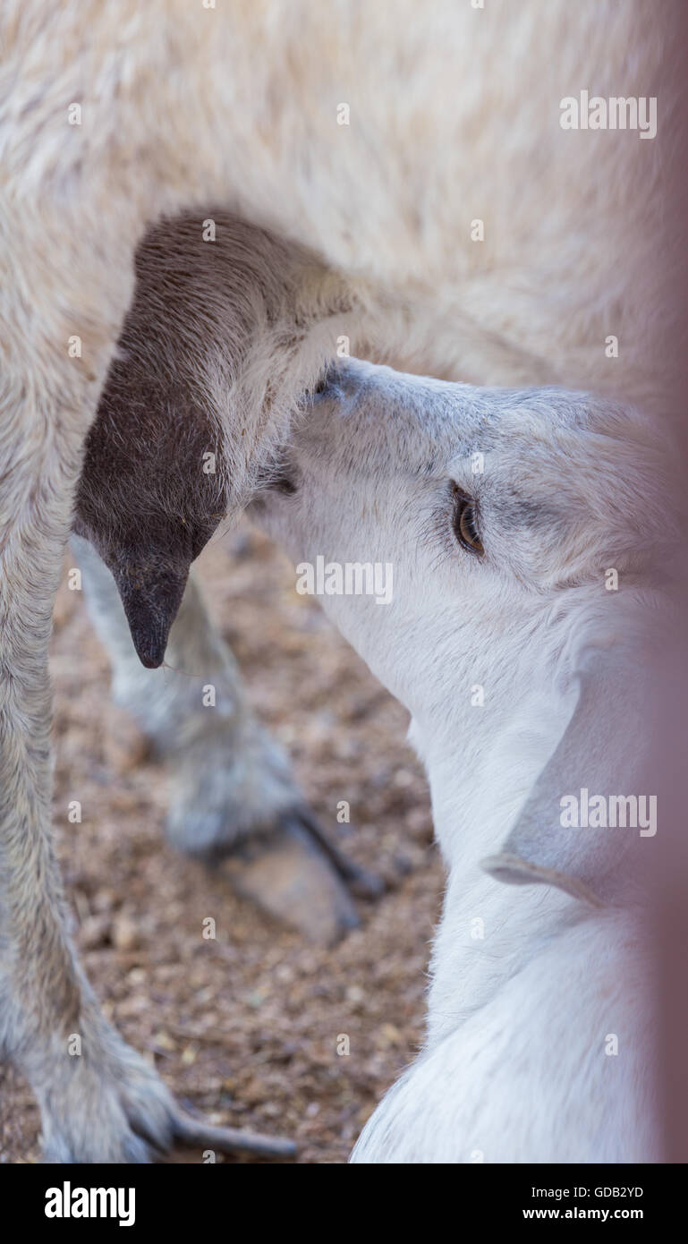 Al Dosari Zoo in Doha, Qatar Stock Photo - Alamy