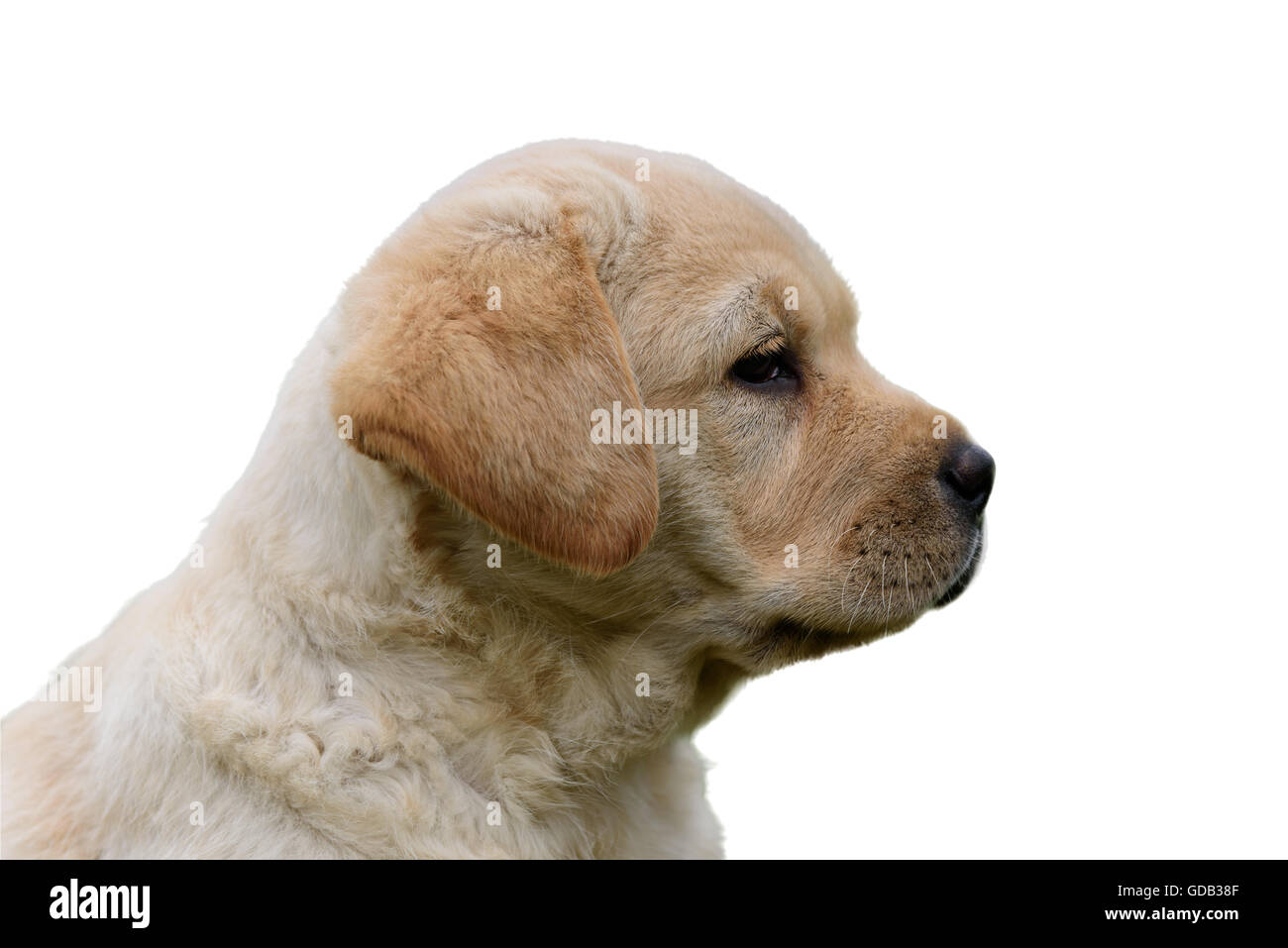 cute yellow puppy Labrador Retriever isolated on a white background ...