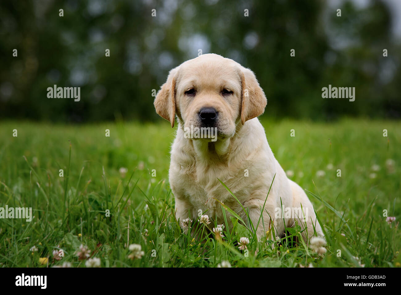 cute yellow puppy Labrador Retriever isolated on a background of green ...