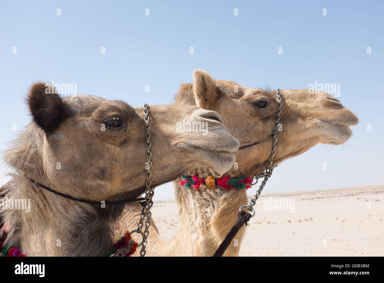 Riding camels in qatar hi-res stock photography and images - Alamy