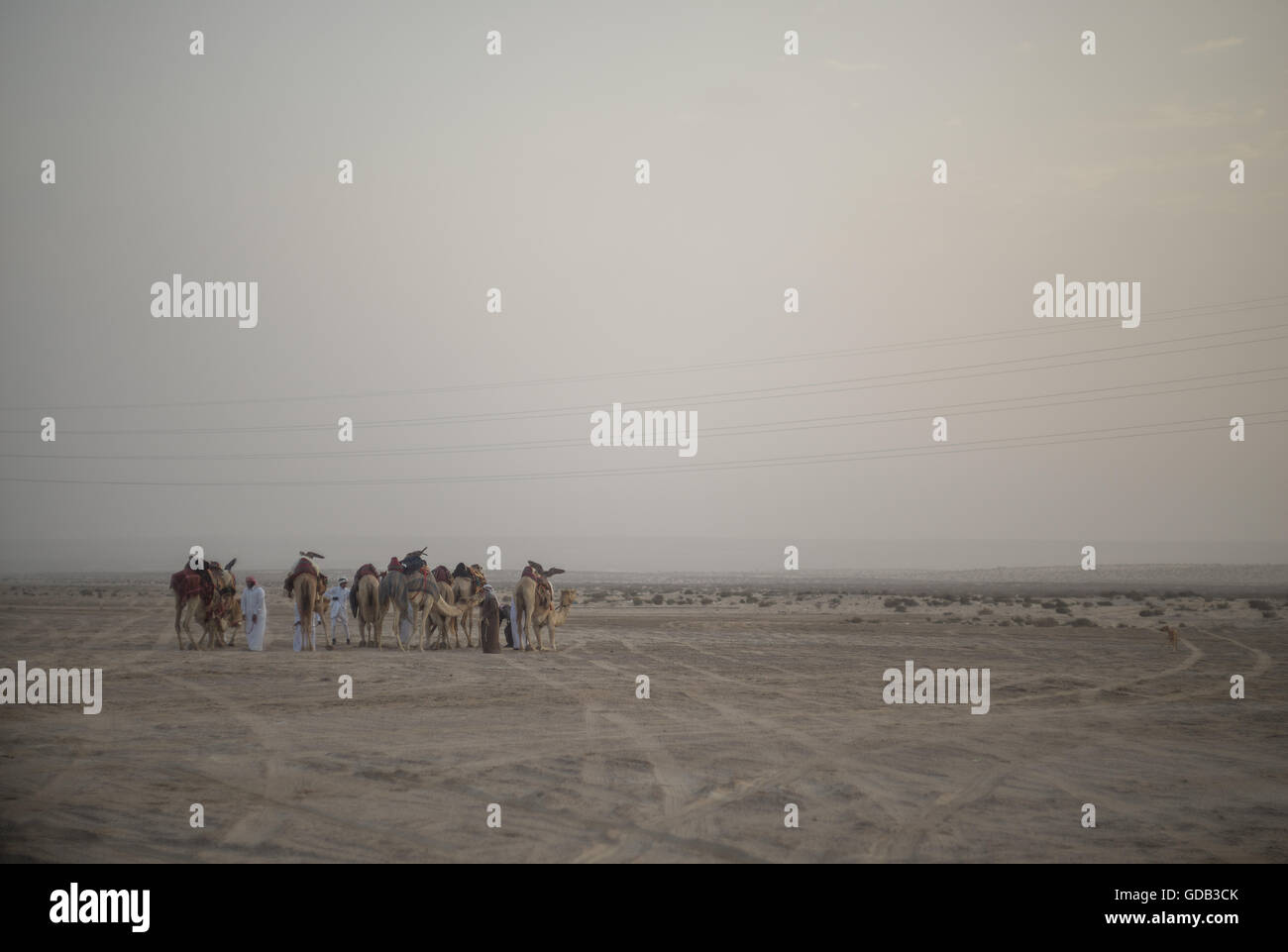 An Arab hunting party sets out at dawn during the Al Galayel Hunting ...