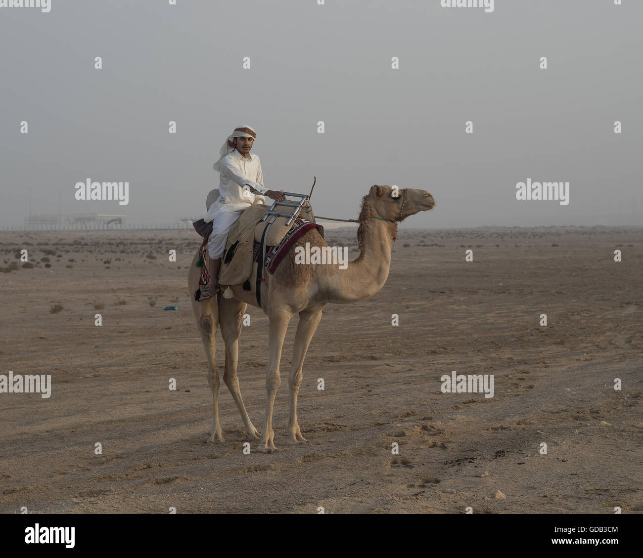 An Arab man mounted on a camel prepares for the day's hunt during the ...