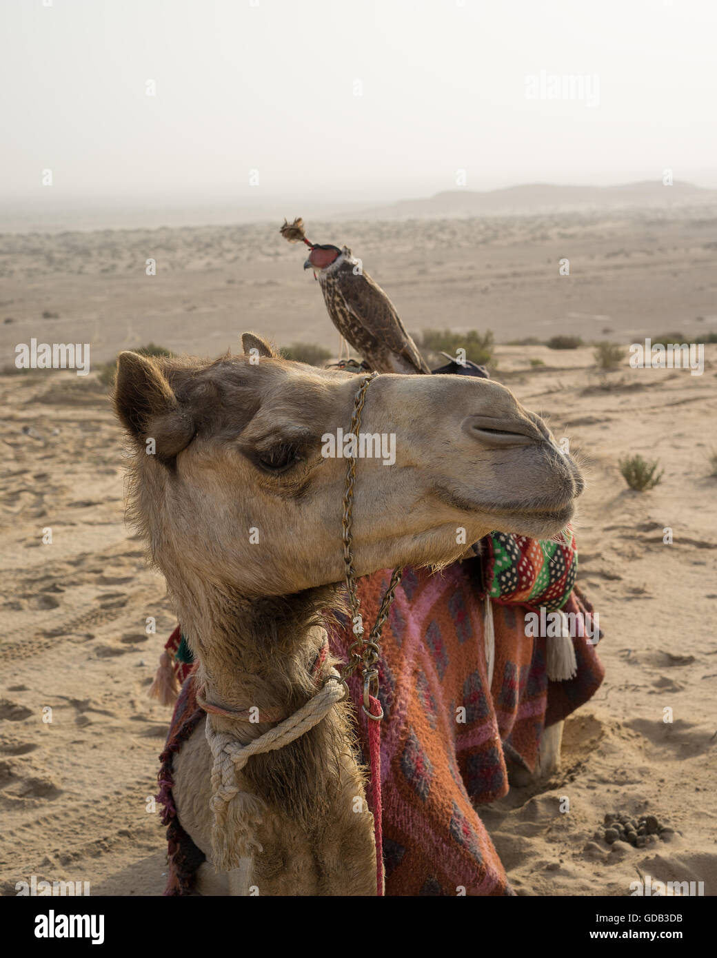 A hooded falcon perches on a camel during the Al Galayel Hunting ...