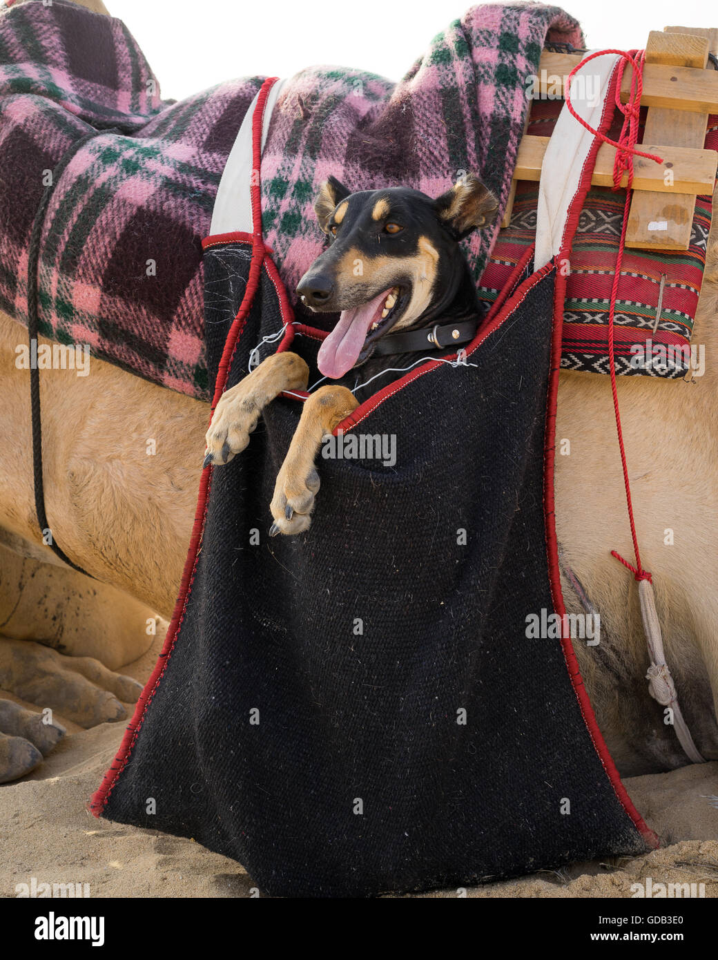 A saluki, or Arab hunting dog, is 'stored' in a special camel bag and ...
