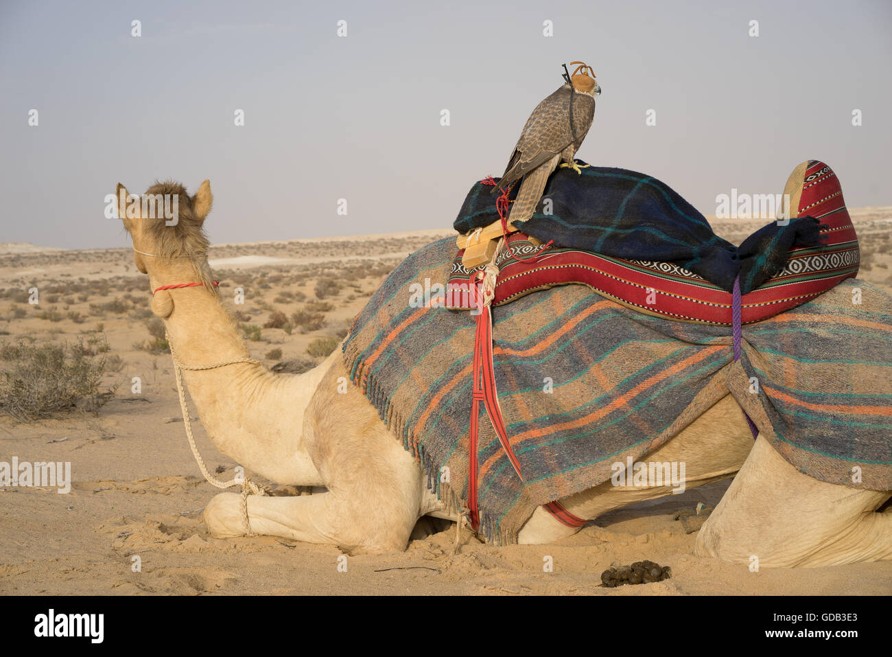 A hooded falcon perches on a camel during the Al Galayel Hunting ...