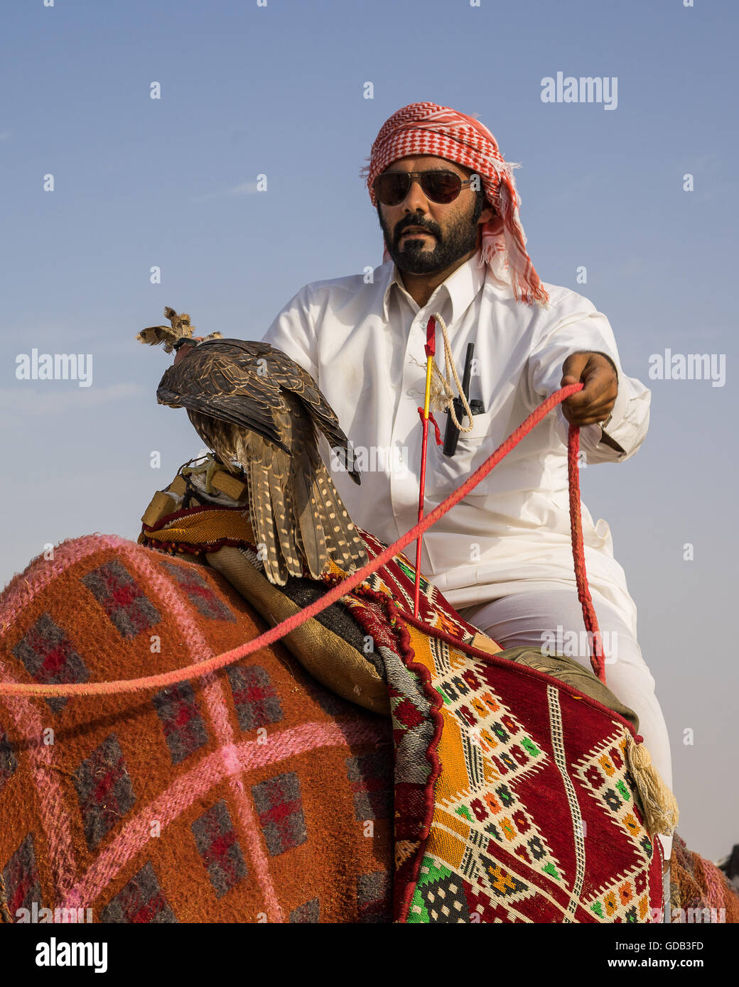 A hunter mounted on a camel with his falcon during the Al Galayel ...