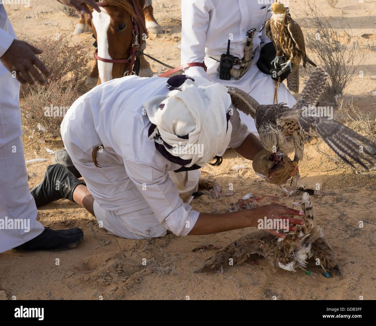Bustard hunting hi-res stock photography and images - Alamy