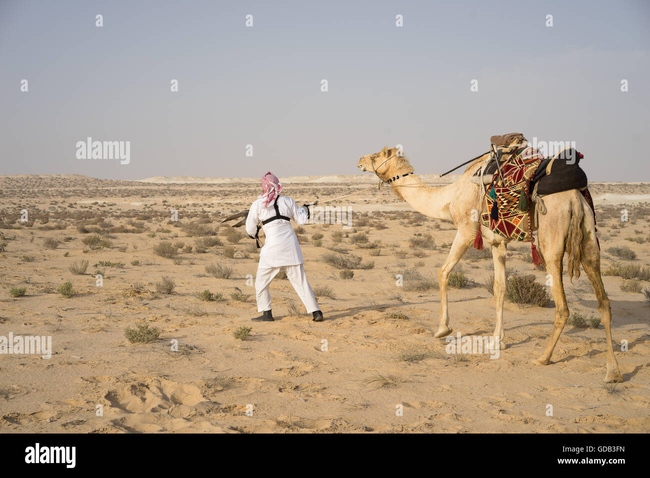 An Arab hunter leads his camel during the Al Galayel Hunting Festival ...