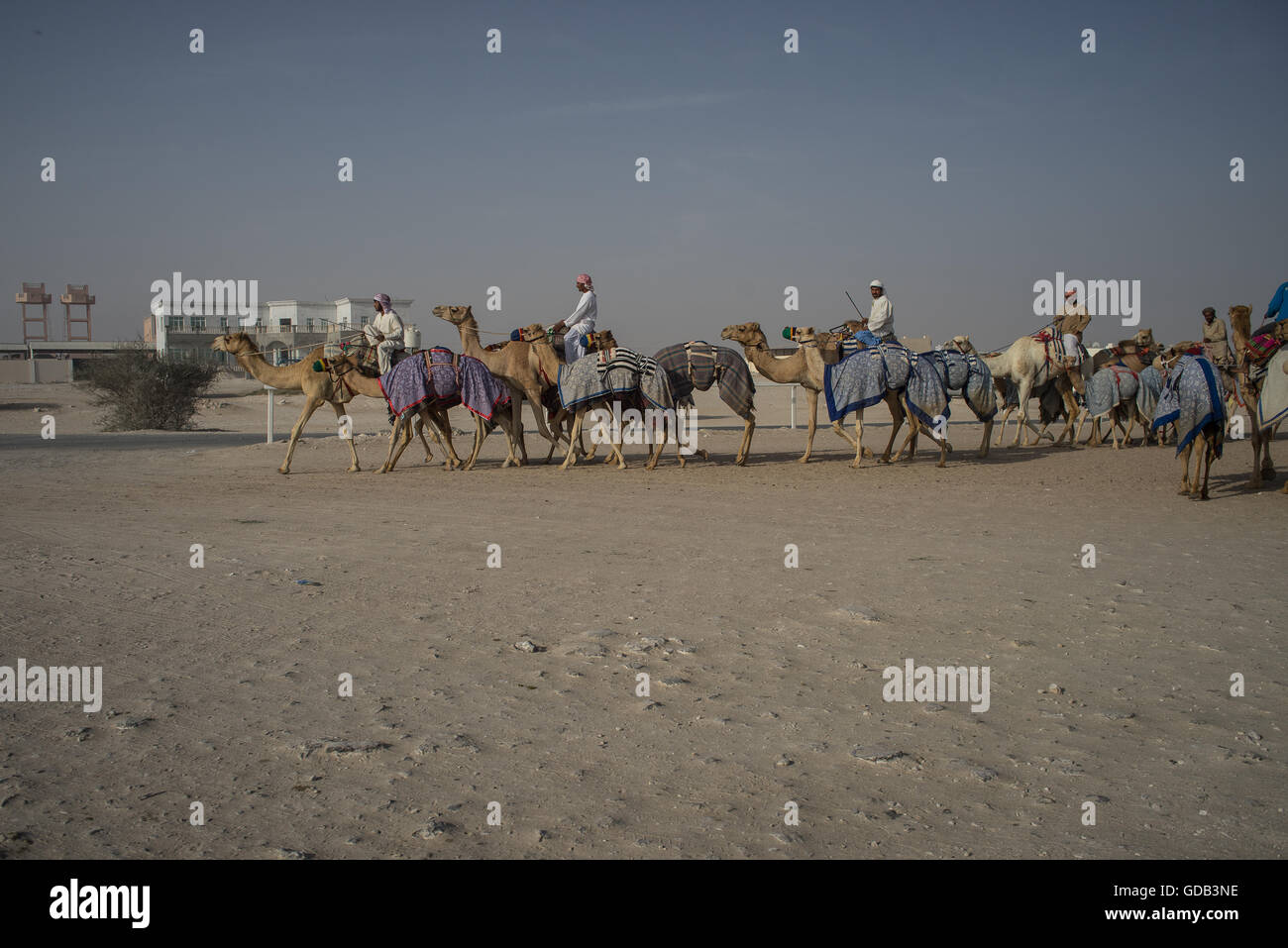 Camel racing qatar hi-res stock photography and images - Alamy